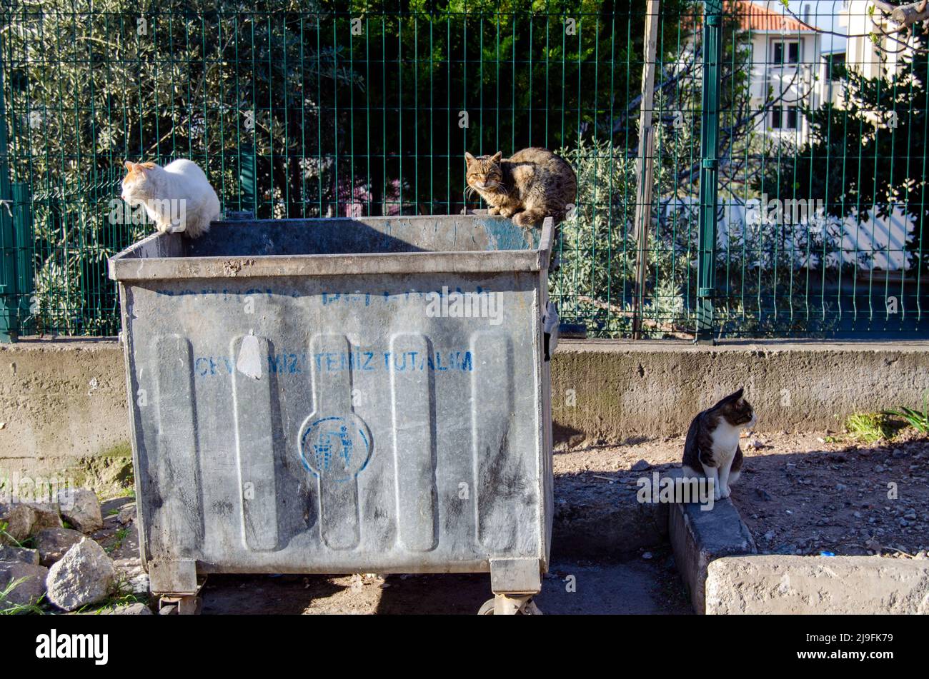 Two stray cats stand on metal garbage trash container, cat resting on ...