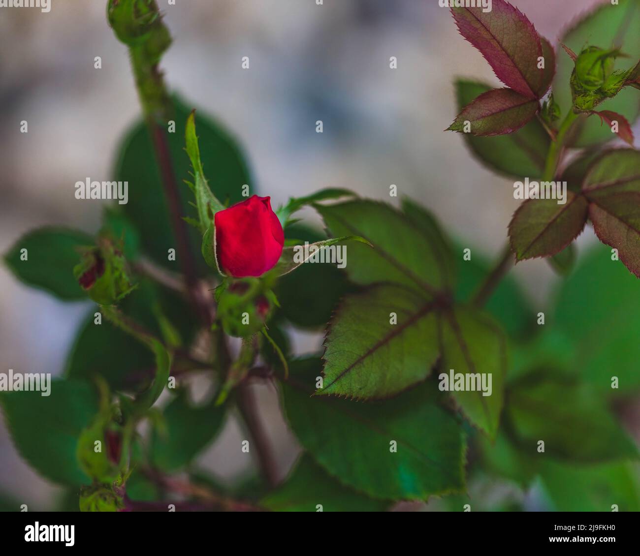 first red rose bud getting ready to open in the spring Stock Photo - Alamy