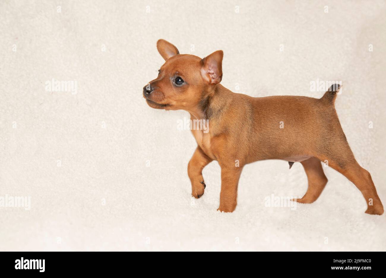 A charming puppy walks on the couch. A small, cute pet. Puppy side view ...