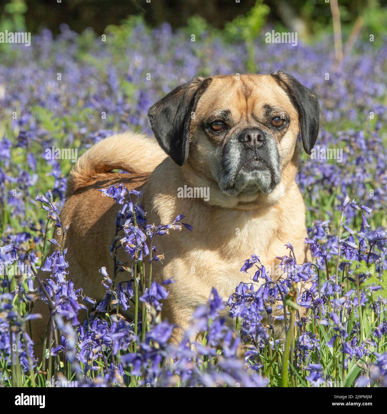 Puggle standing hi-res stock photography and images - Alamy