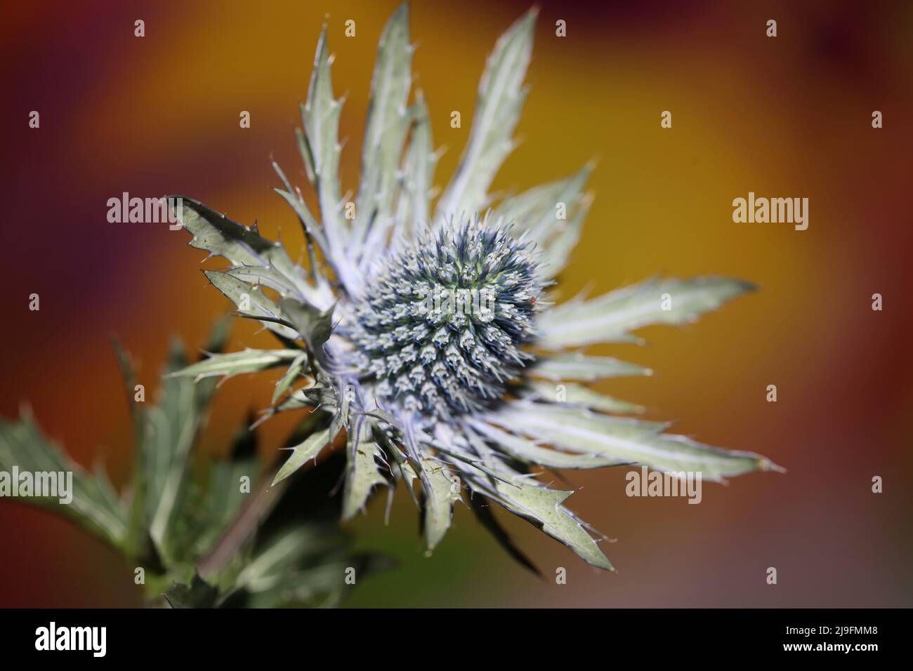 Wild mountain flower summer blossom Eryngium planum family Apiaceae ...