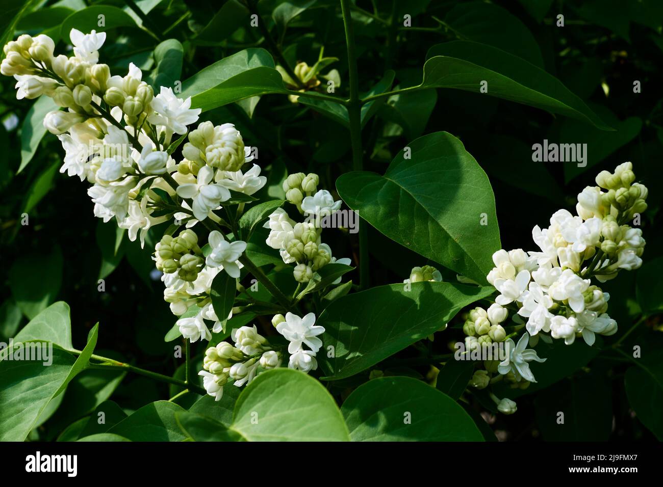 The wonderful smell of white lilac and the charm of young spring Stock ...