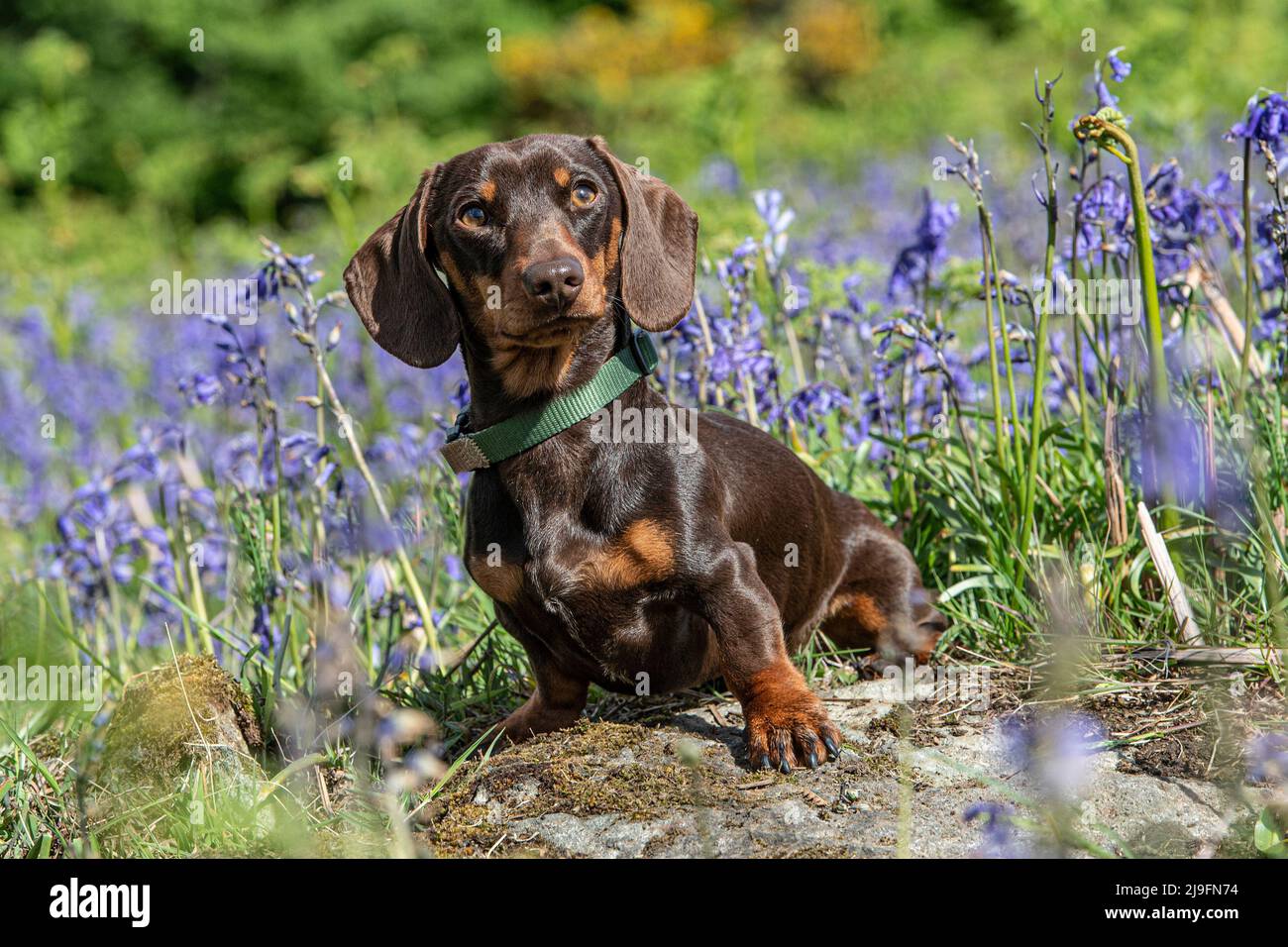 Miniature Smooth haired Dachshund Dog Stock Photo - Alamy