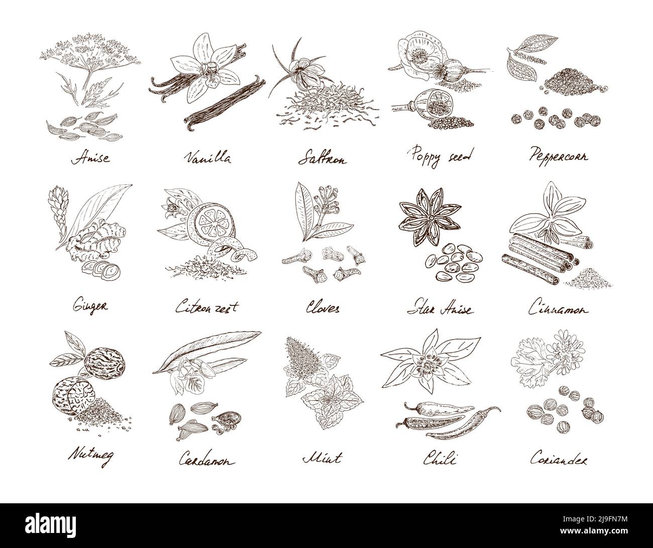 Hand drawn natural spices set with culinary organic herbs and plants ...
