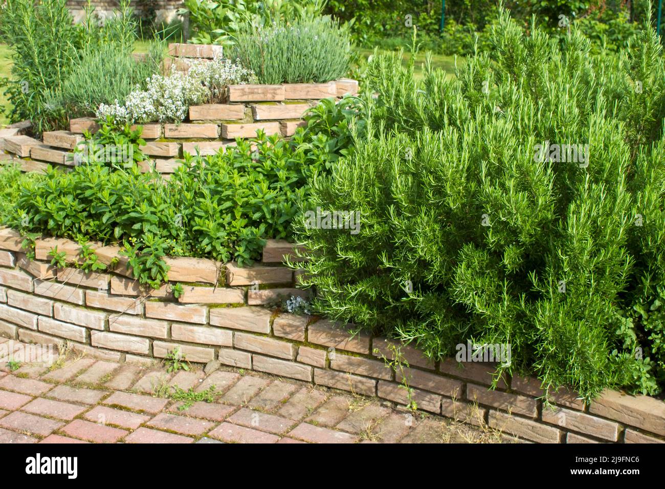 herb spiral in the garden with fresh herbs Stock Photo - Alamy