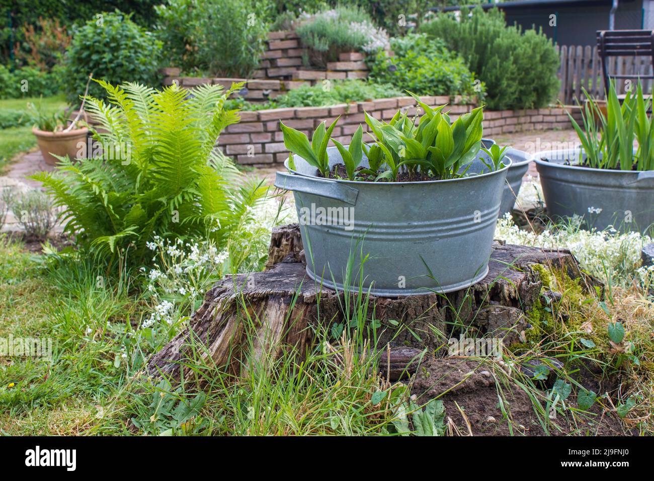 rustic garden - plants in tin tubs, fern and herb spiral Stock Photo ...