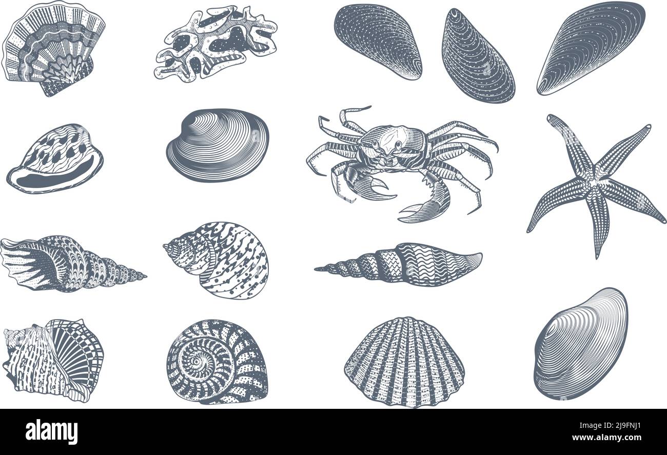 Sketch ocean nature set with crab scallop snail starfish and seashells ...