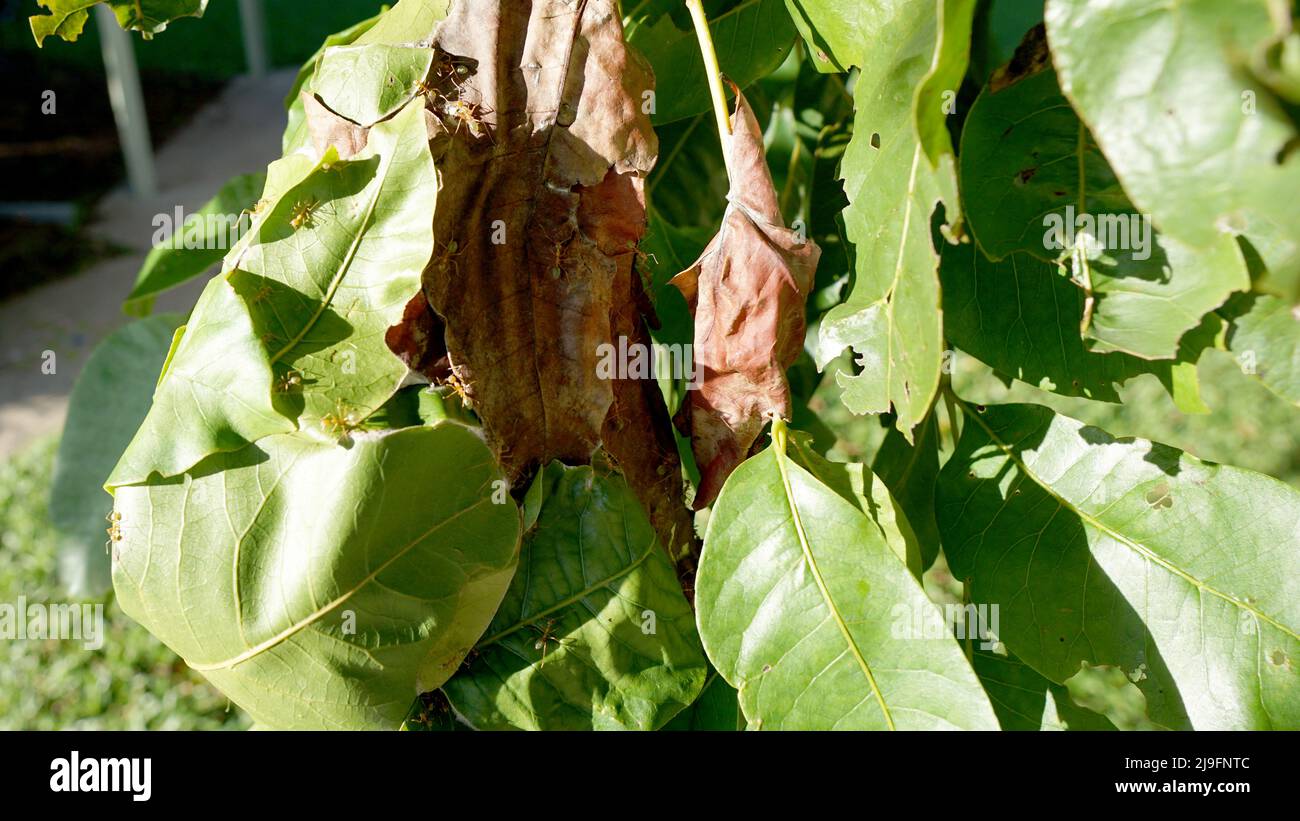 Green ants building balloon-shaped nest among the foliage of tree Stock ...