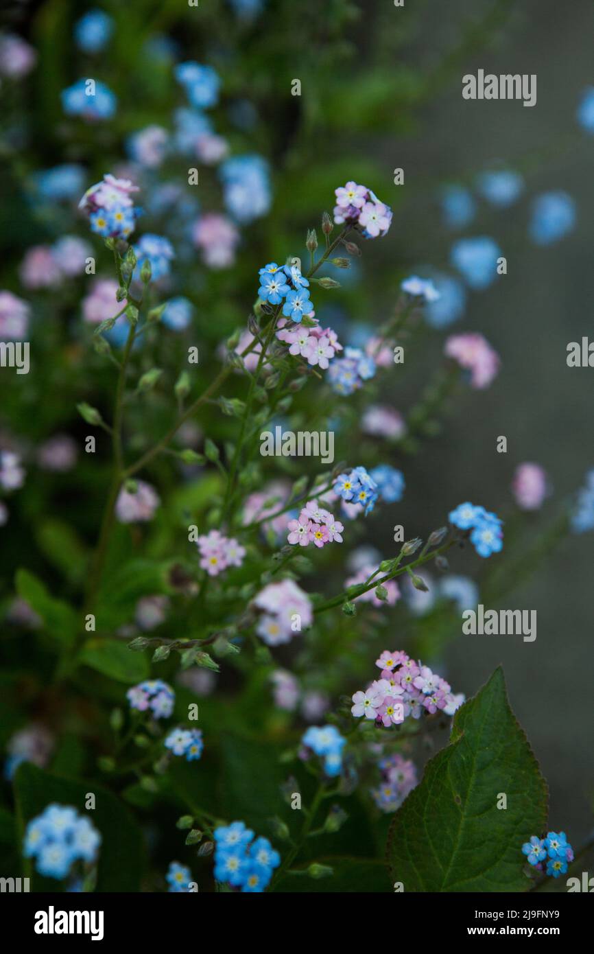 Forget-me-not flowers blooming in the park. Blue Flowers blooming in ...
