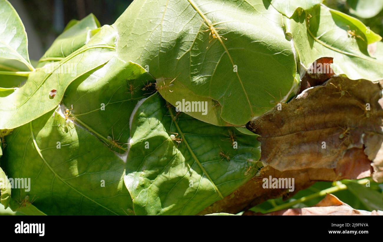 Green ants building balloon-shaped nest among the foliage of tree Stock ...
