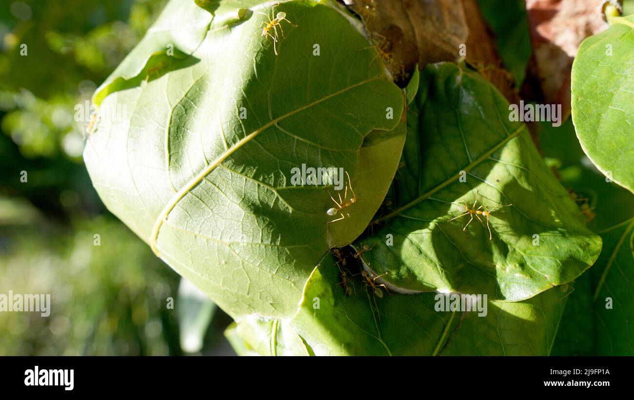Balloon shaped nest hi-res stock photography and images - Alamy