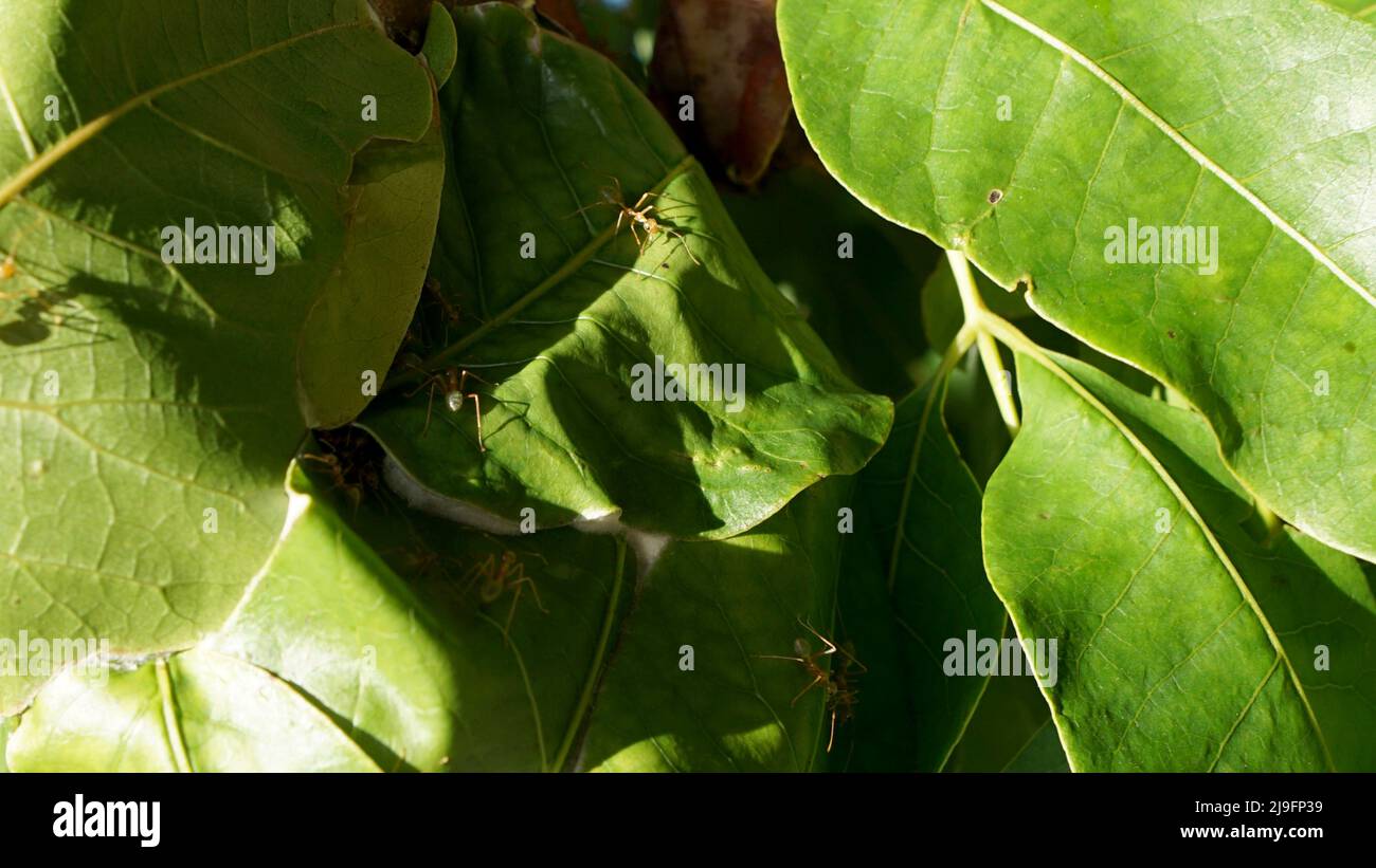 Green ants building balloon-shaped nest among the foliage of tree Stock ...
