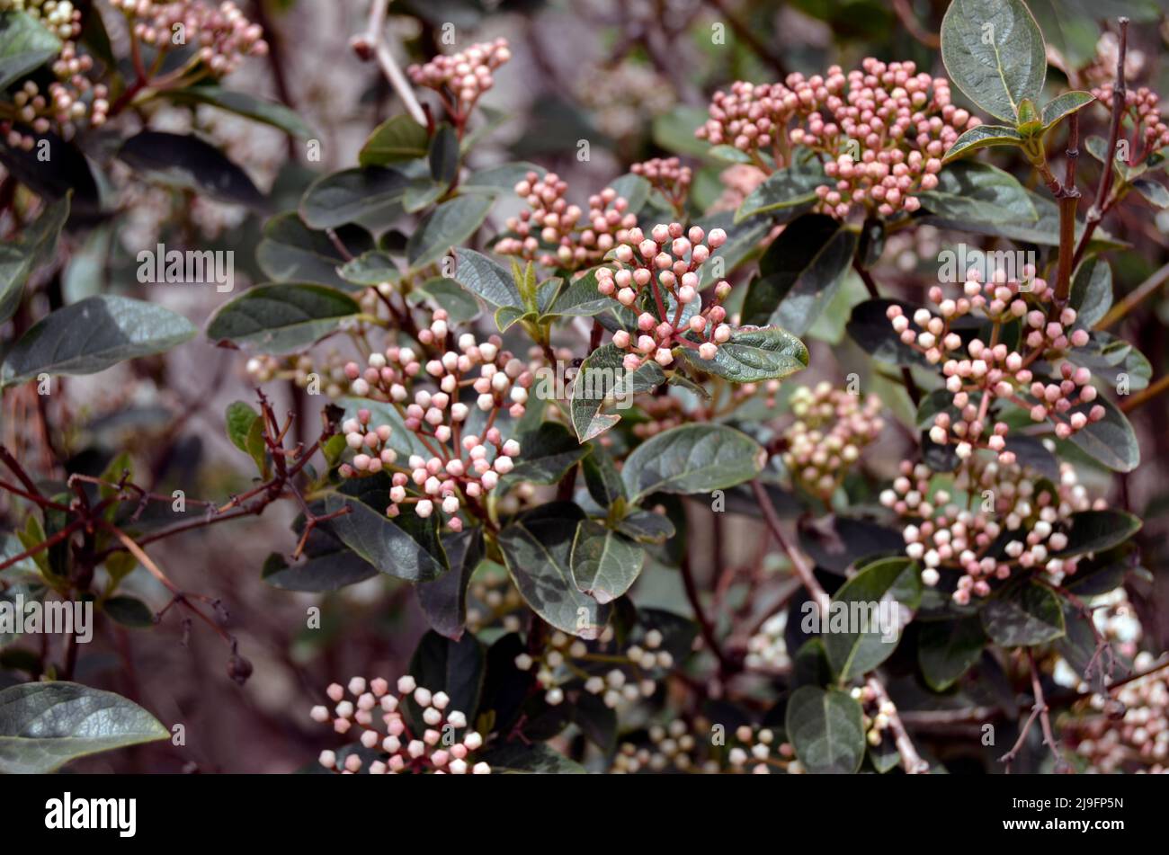 Wild butterfly bush flower in the nature, beautiful blossoms background ...