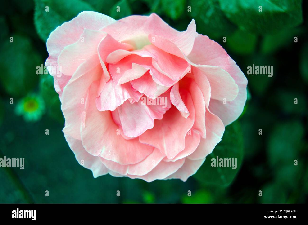 Close up of Queen Elizabeth's rose flower. Light pink rose beautiful ...