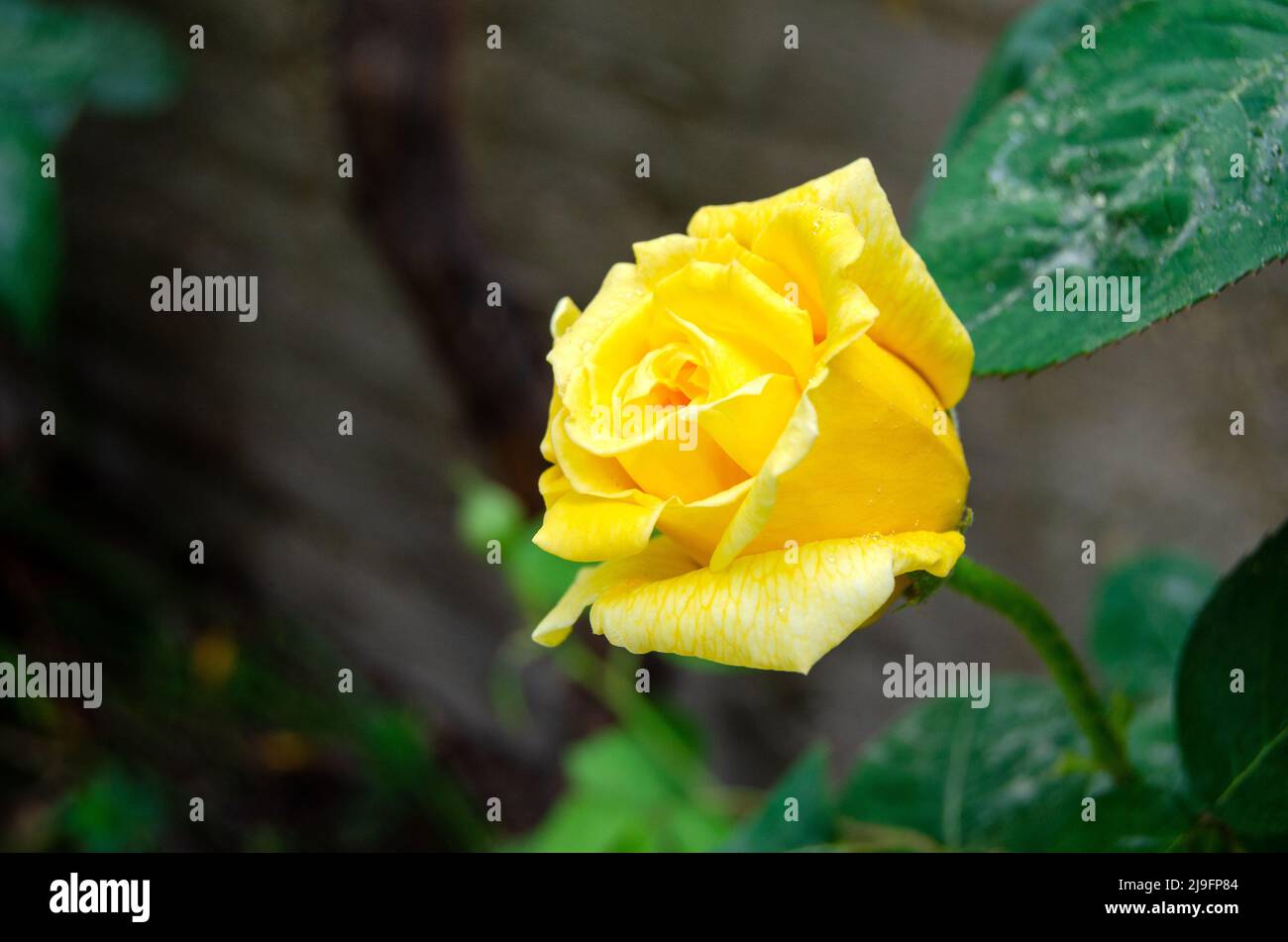 Close up of yellow rose bud on green bush in a garden. Single Rosa ...