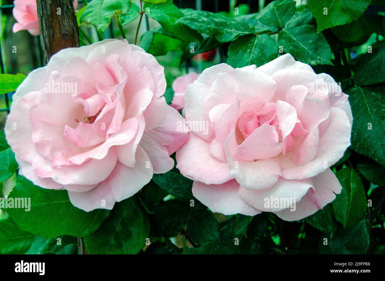 Close up of 2 Queen Elizabeth's rose flower. Light pink rose beautiful ...
