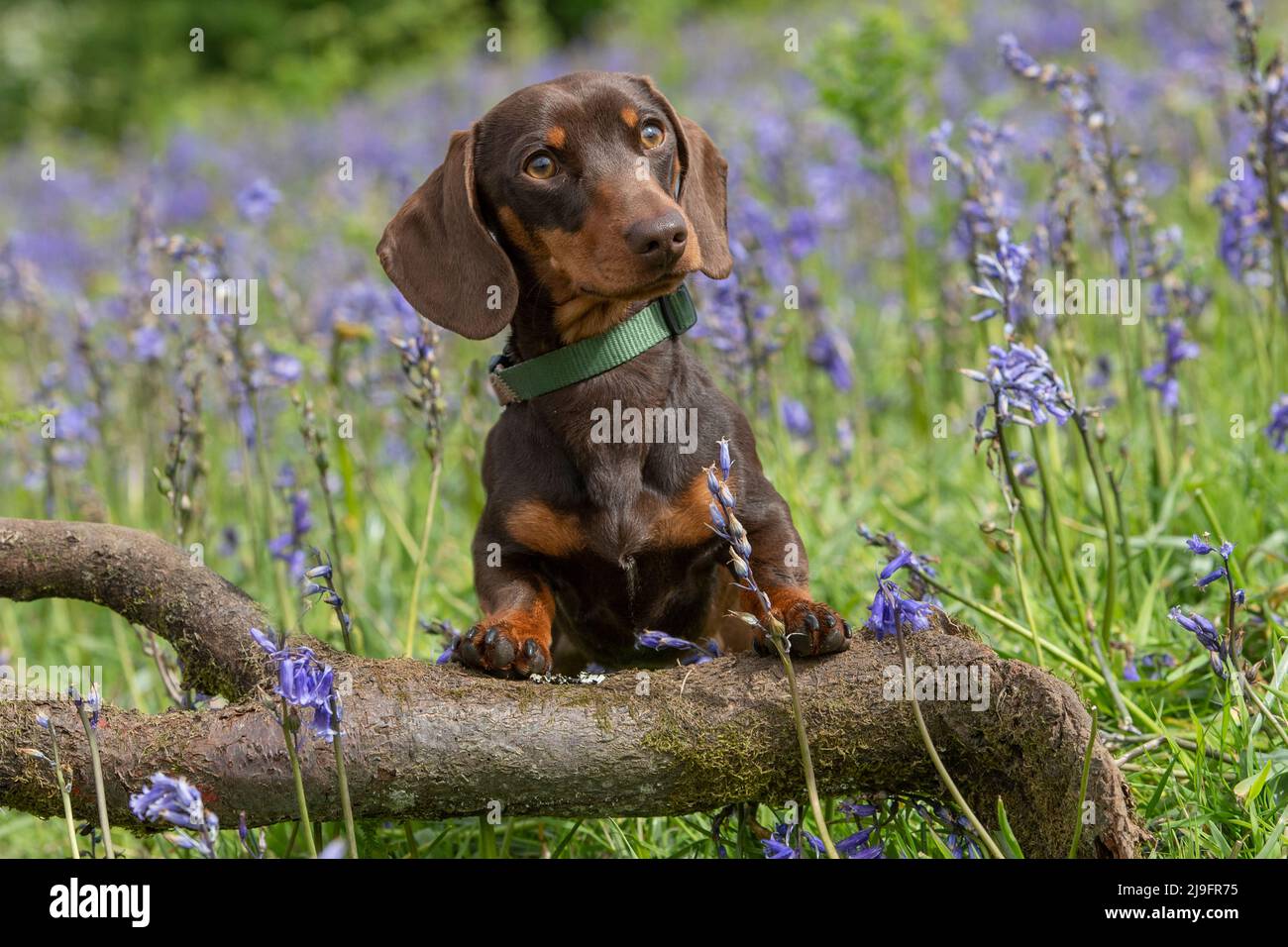 Miniature smooth haired Dachshund Stock Photo - Alamy
