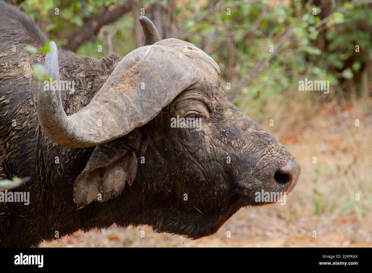 Daggaboy hi-res stock photography and images - Alamy