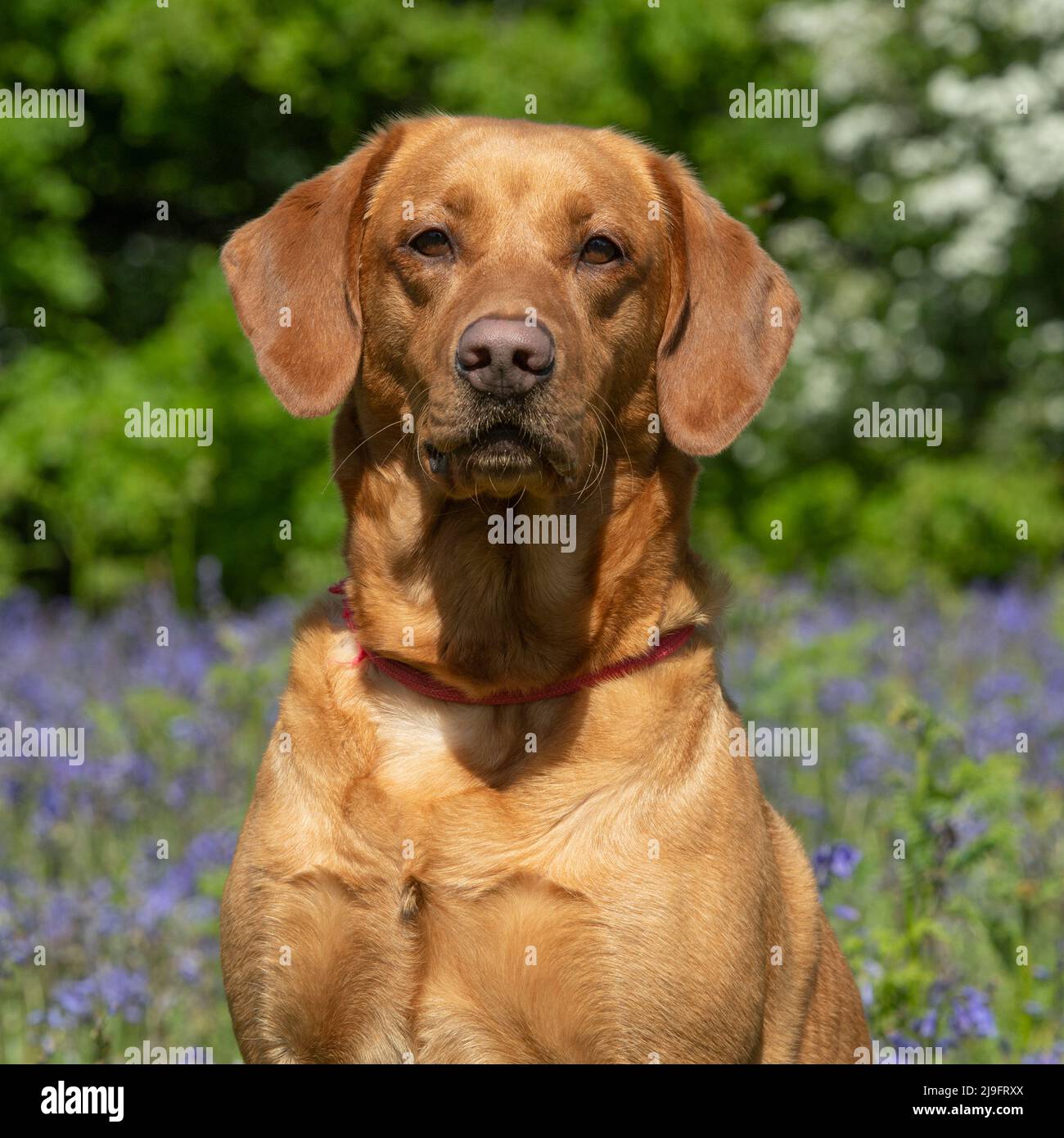 fox red yellow labrador retriever Stock Photo - Alamy