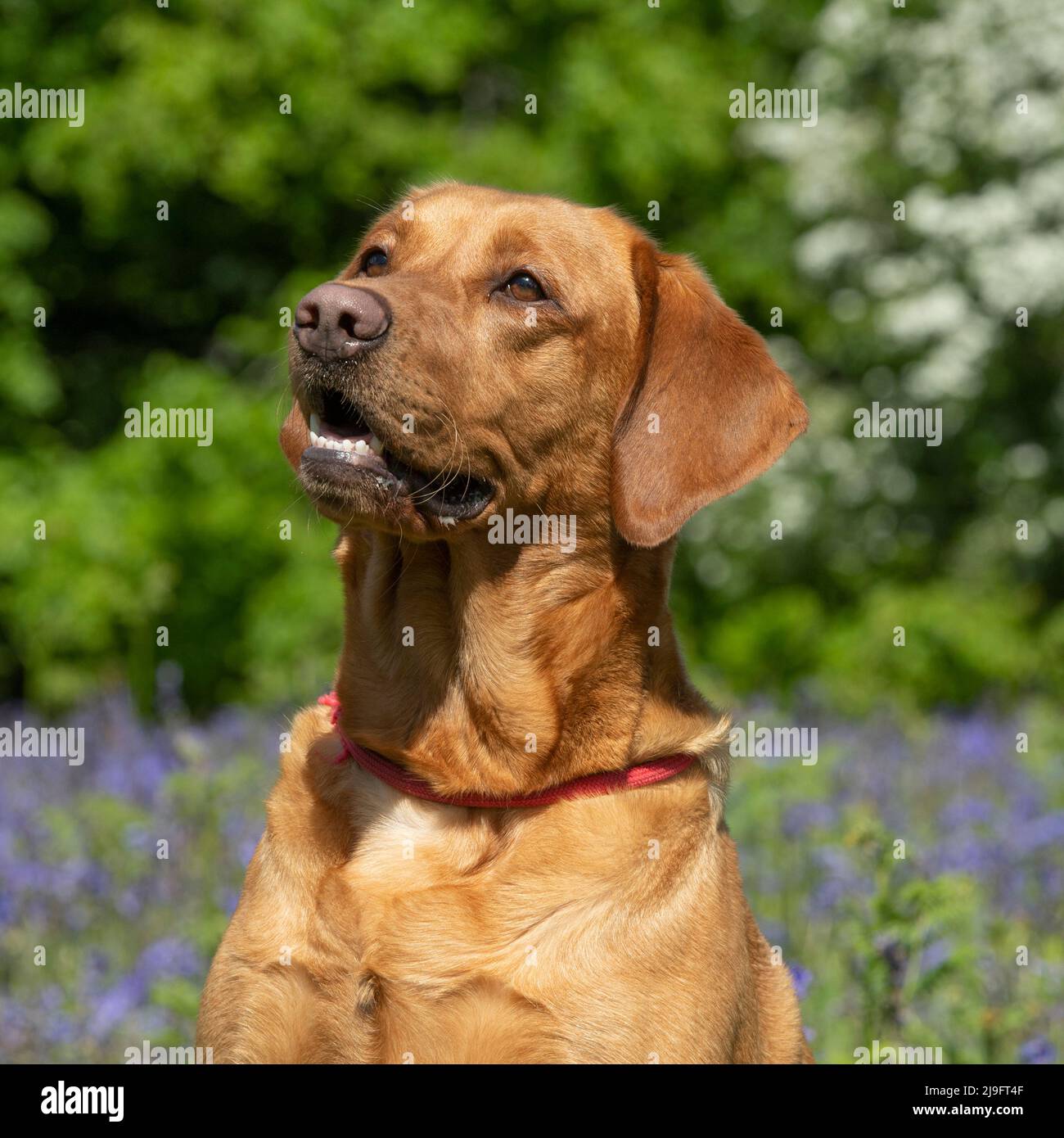 Ridgeback Yellow Lab Mix