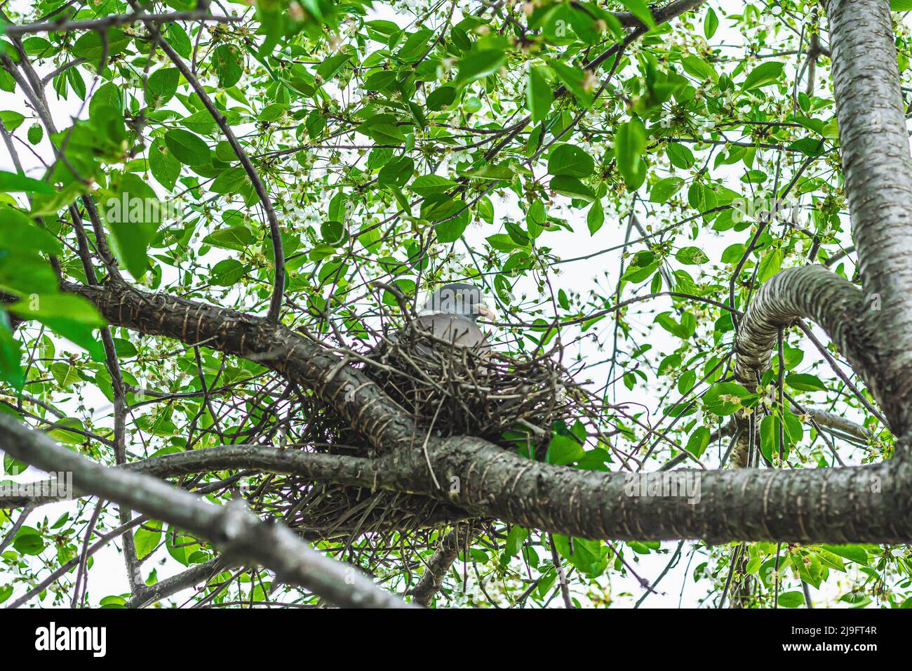 The dove bird sits in the nest and hatches the chicks. Blooming cherry ...