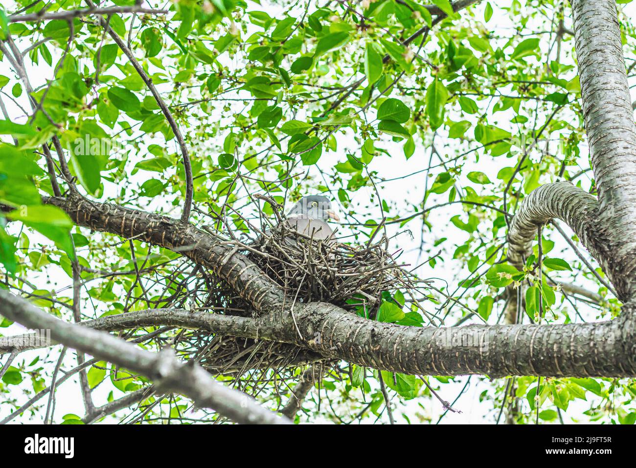 The dove bird sits in the nest and hatches the chicks. Blooming cherry ...