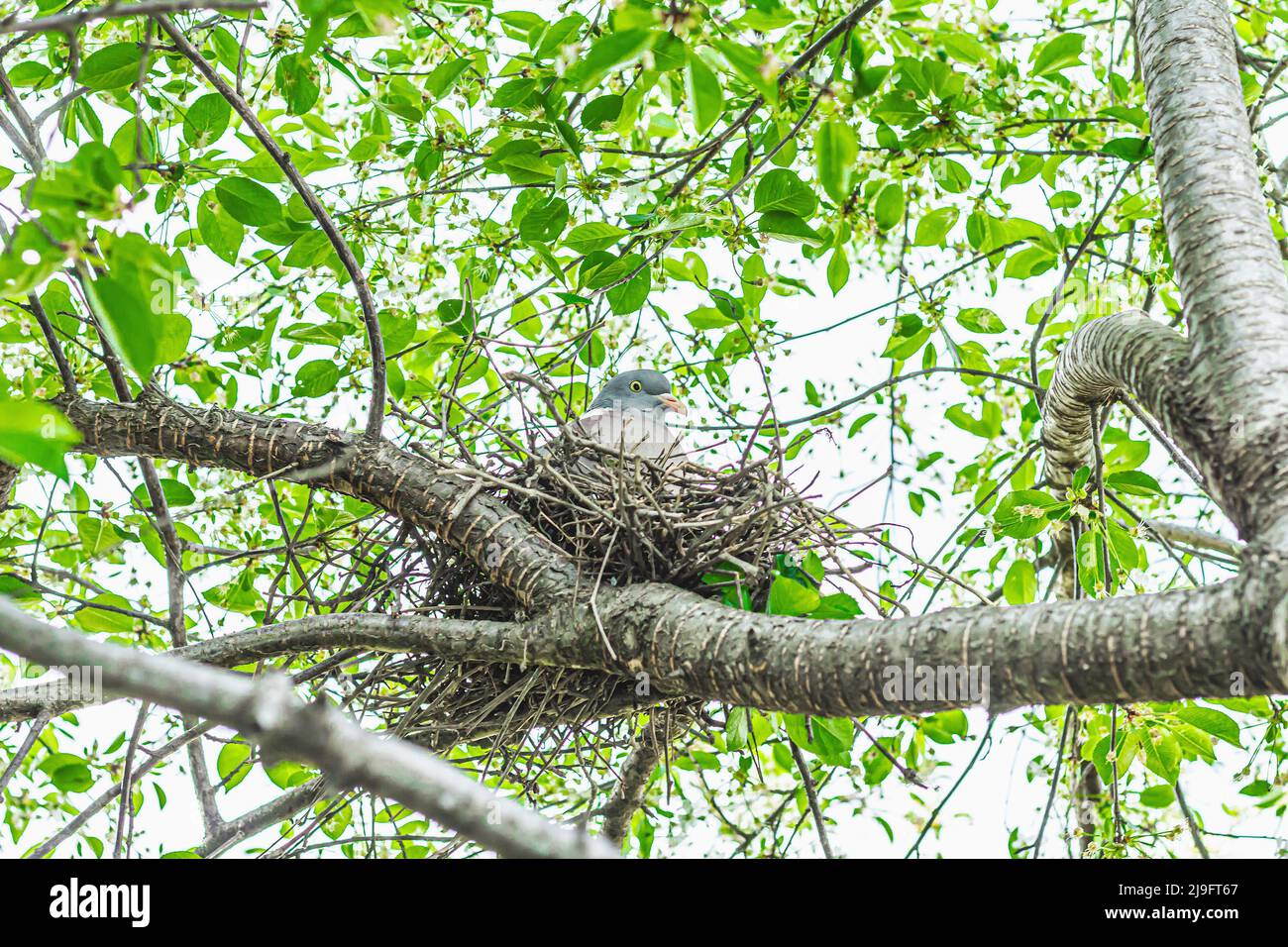 The dove bird sits in the nest and hatches the chicks. Blooming cherry ...