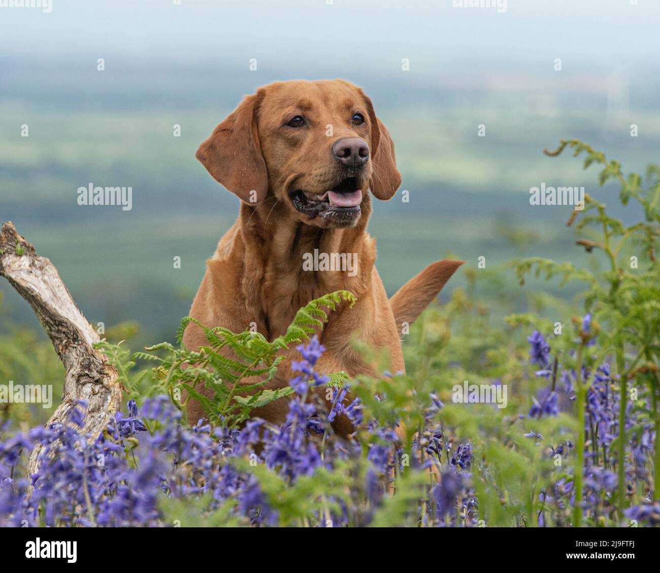 fox red yellow labrador retriever Stock Photo - Alamy