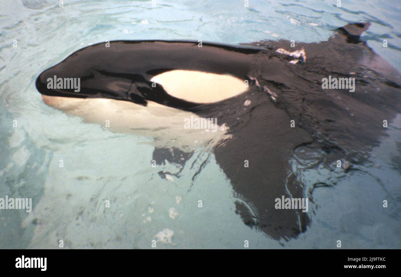 The Killer whale, Orcinus orca is a toothed whale from the dolphin ...