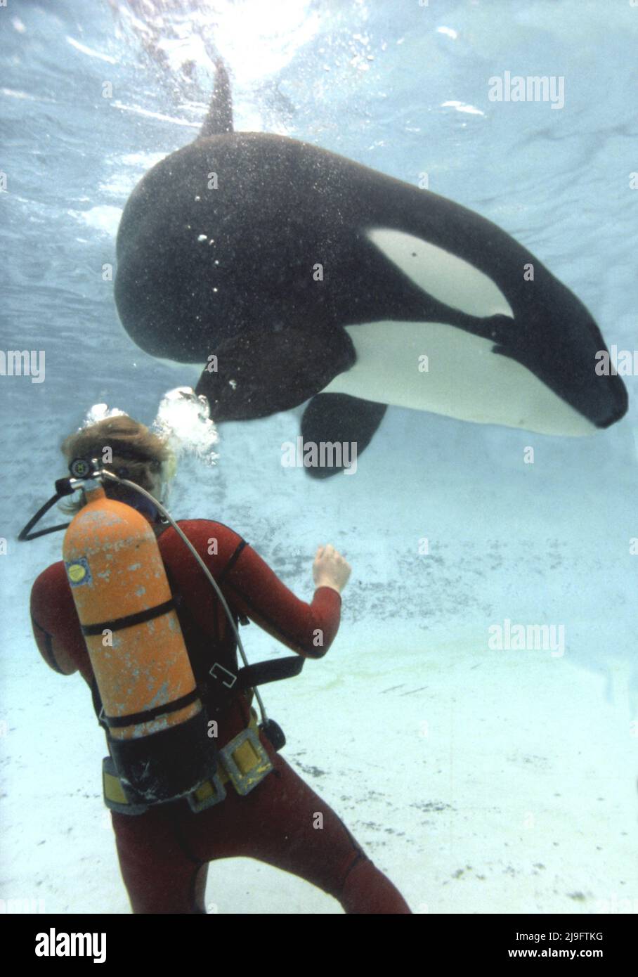 Killer whale, and diver, Orcinus orca is a toothed whale from the ...