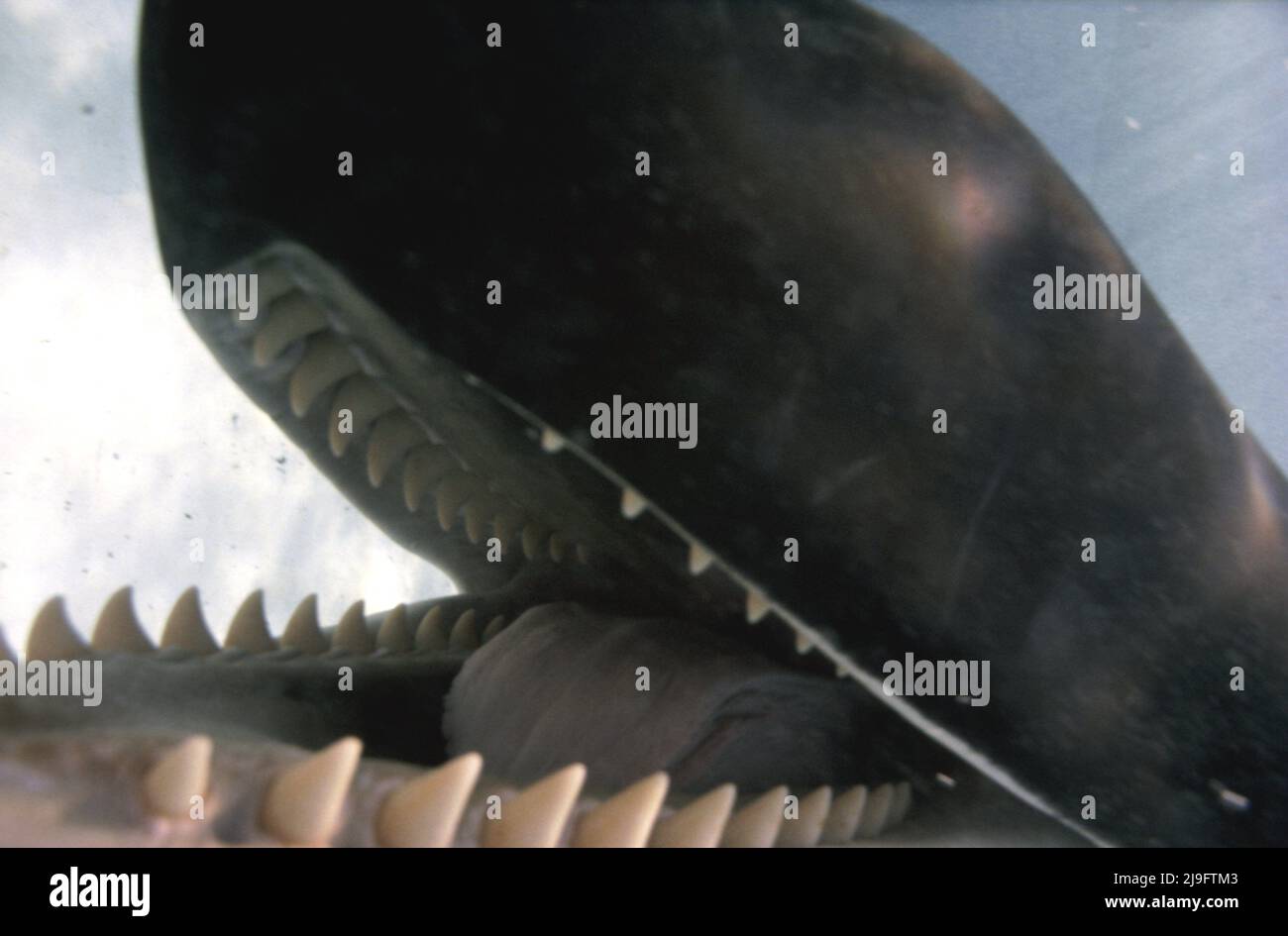 The killer whale, Orcinus orca is a toothed whale, a close-up of the ...