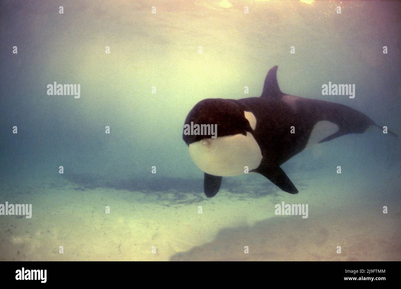 The Killer whale, Orcinus orca is a toothed whale from the dolphin ...