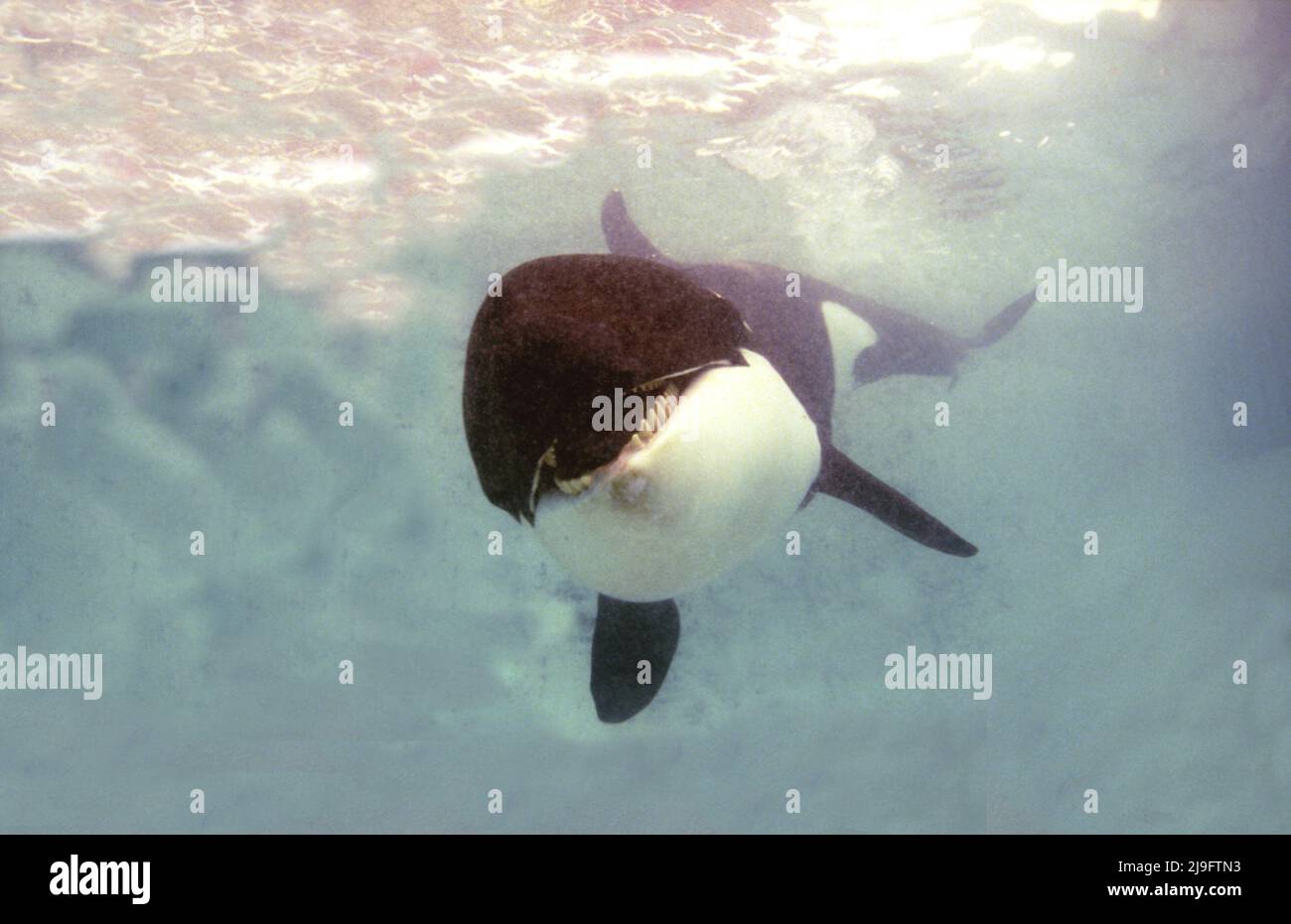 The Killer whale, Orcinus orca is a toothed whale from the dolphin ...