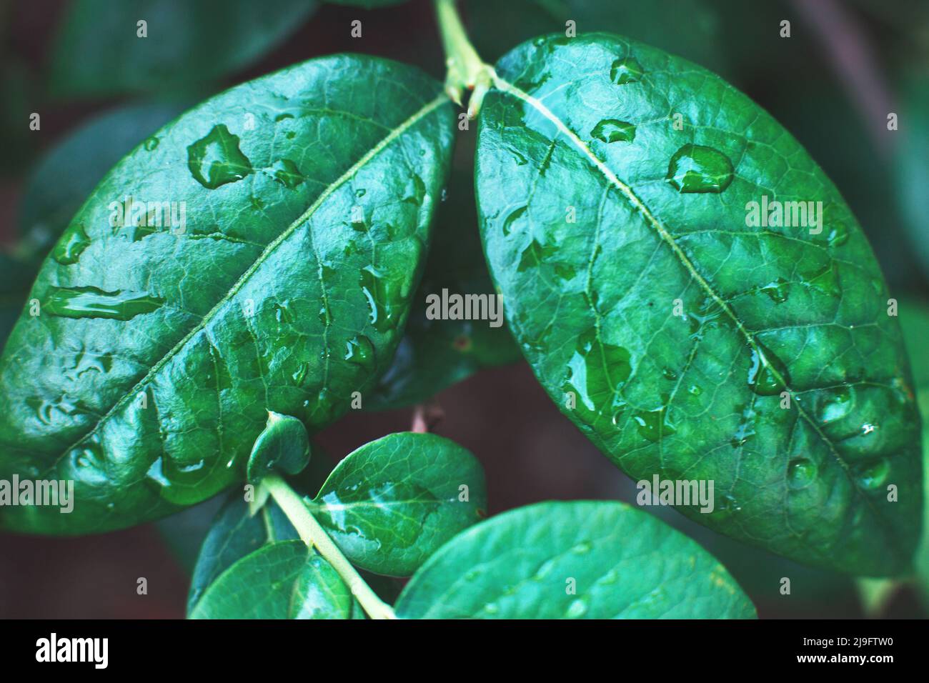 wet green blueberry bushes with a drop of water close up. natural ...
