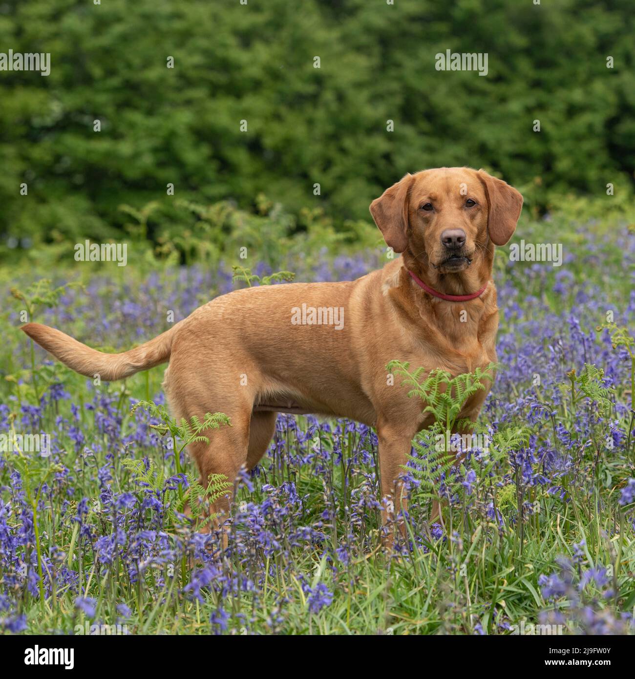 Yellow labrador retriever standing hi-res stock photography and images ...