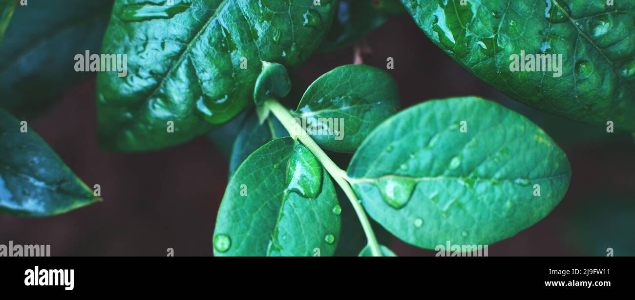 wet green blueberry bushes with a drop of water close up. natural ...