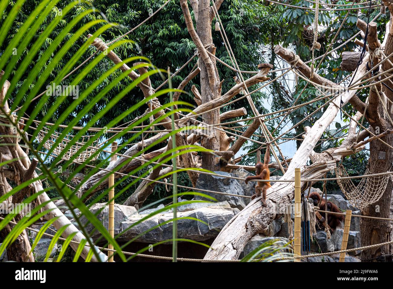 Monkeys climb ropes in the zoo, a wildlife sanctuary Stock Photo - Alamy