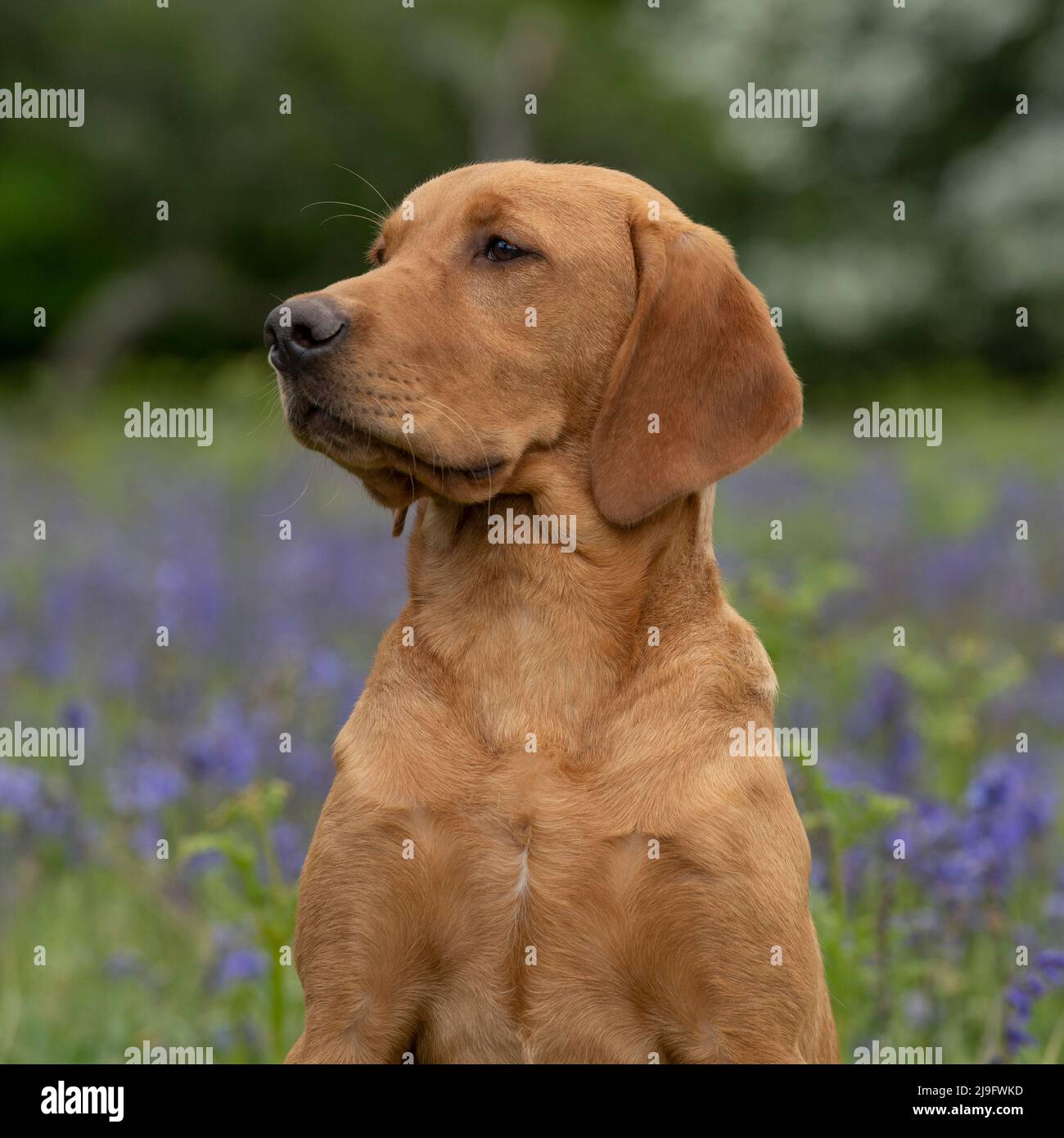 Labrador sat hi-res stock photography and images - Alamy