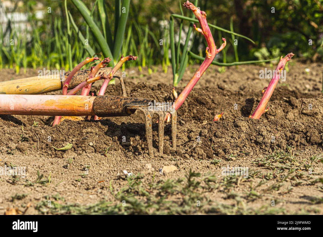 Garden tools, fresh young sprouts, seedlings. Gardening concept background. Spring seasonal of ...