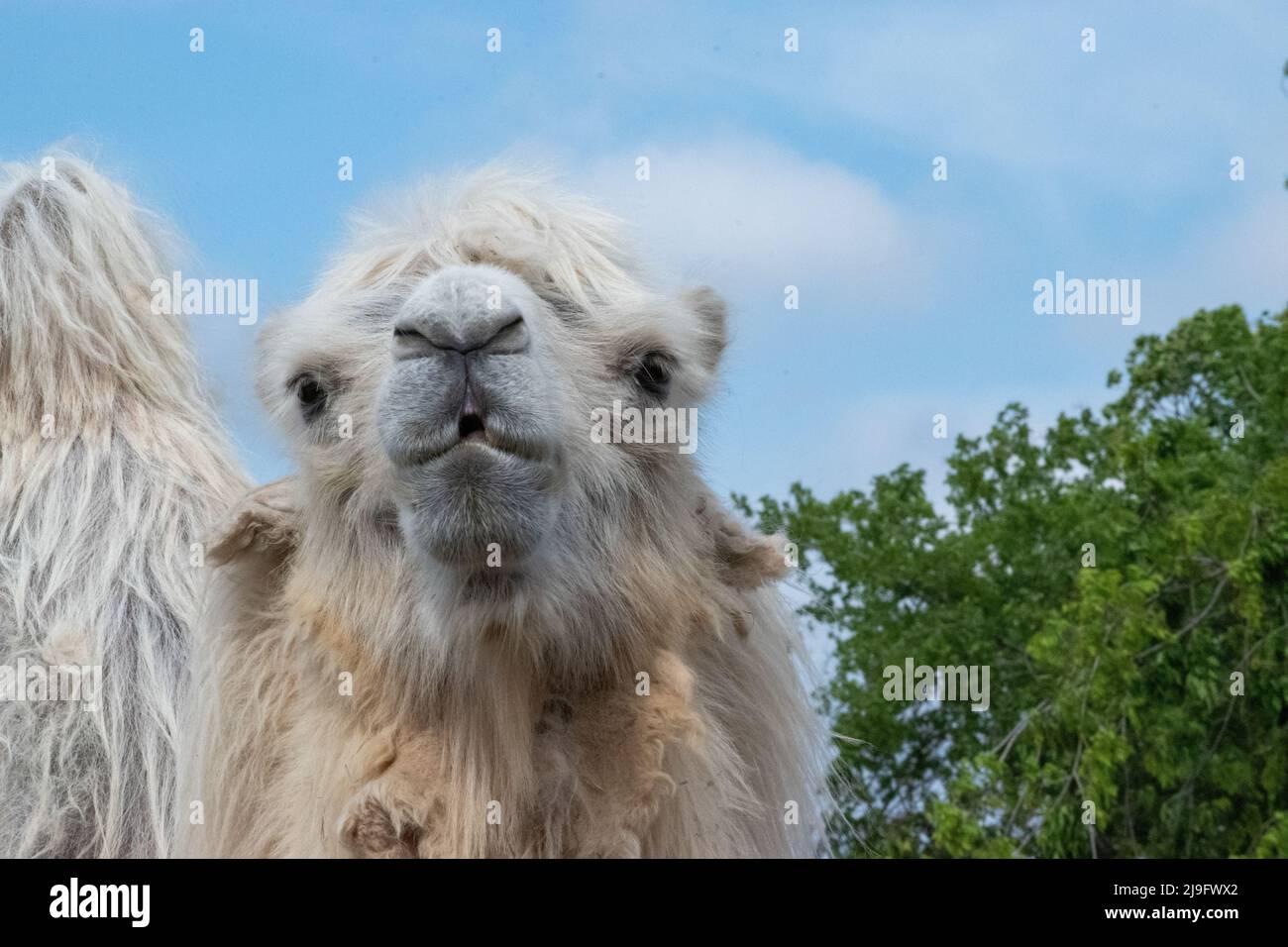 Bactrian camel (Camelus bactrianus) or Mongolian camel, Budapest Zoo ...