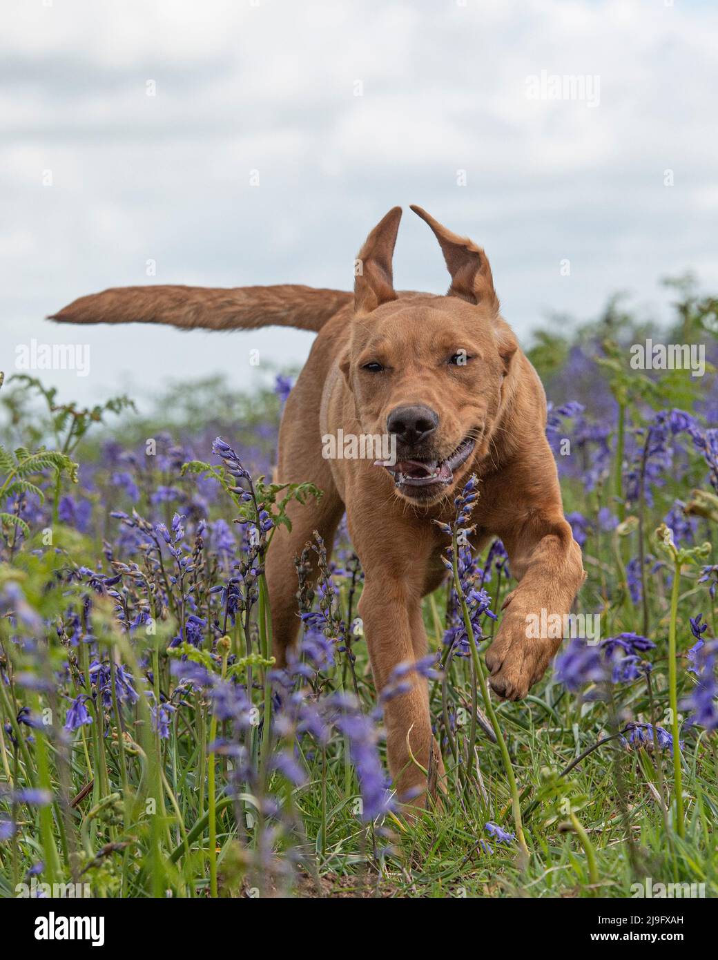 yellow labrador retriever running through bluebells Stock Photo - Alamy