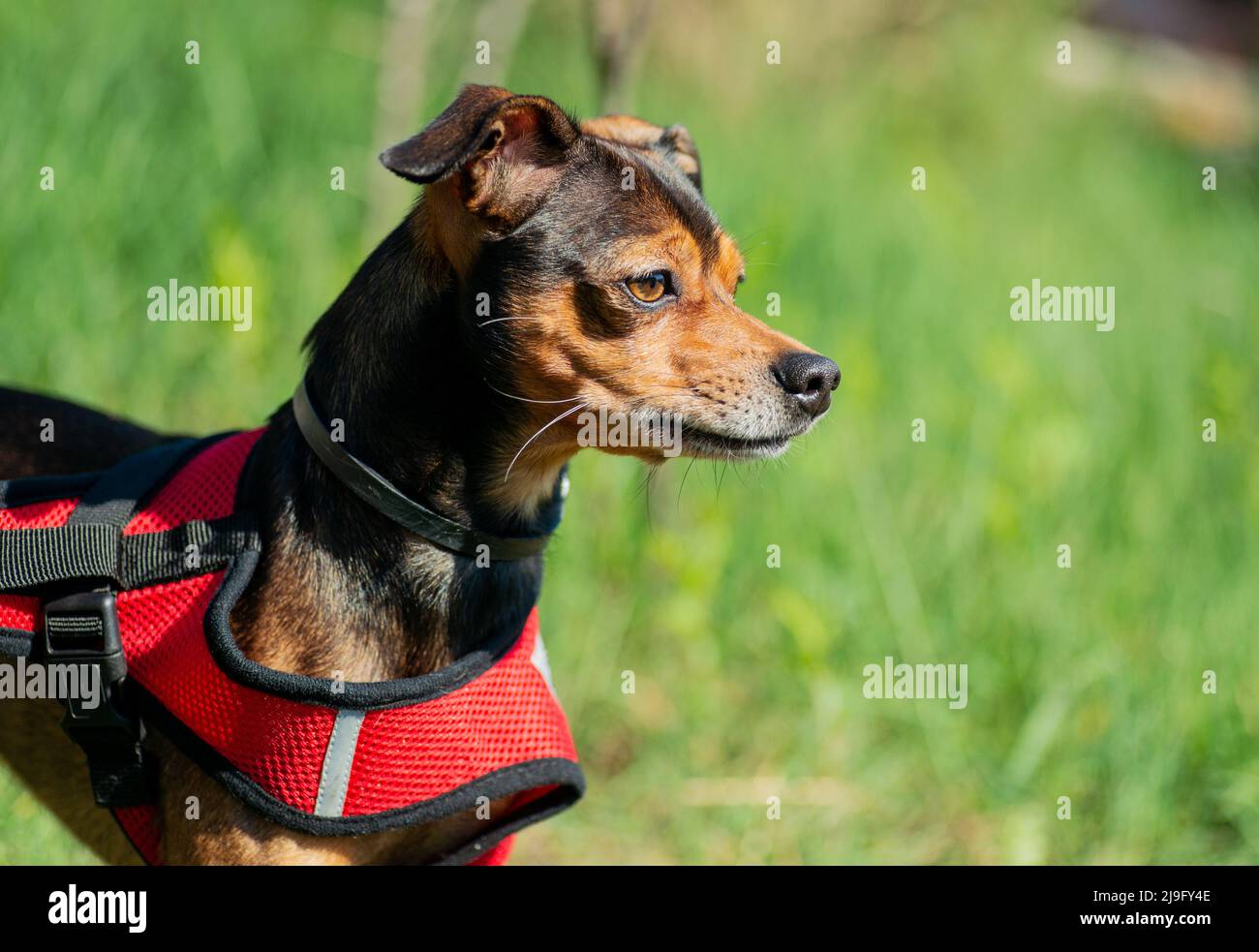 Dog miniature pinscher adult portrait hi-res stock photography and ...