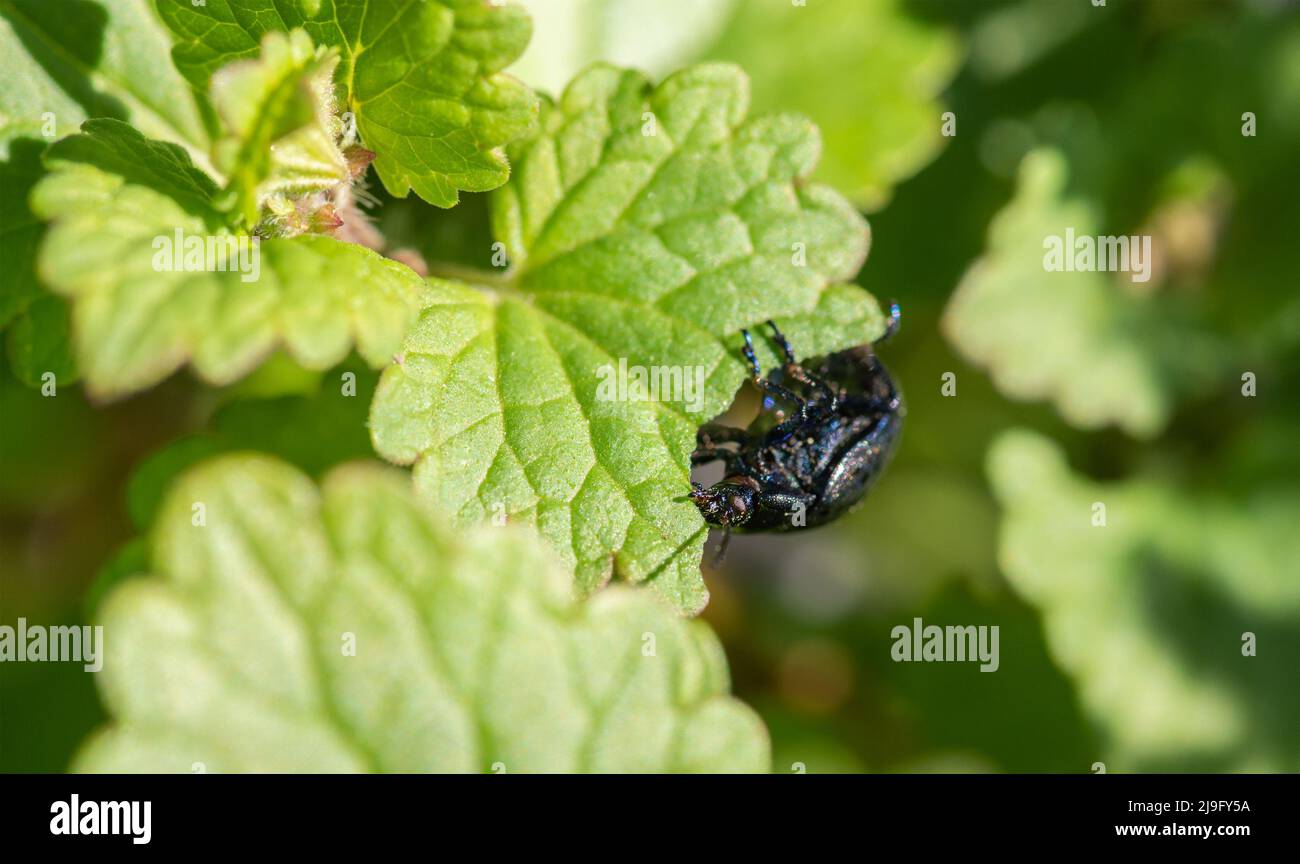 Chrysomelidae leaf beetle hi-res stock photography and images - Alamy
