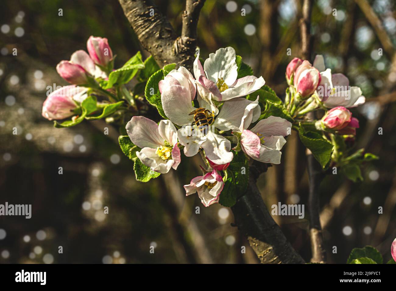 The bee collects nectar. Blooming apple tree in the garden. Spring ...