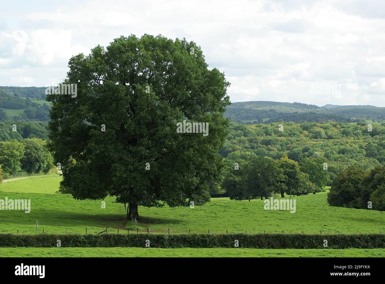 Smaller trees hi-res stock photography and images - Alamy