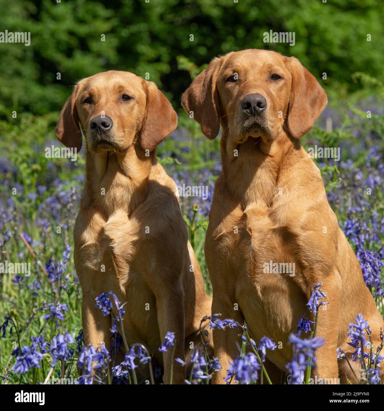 Two labradors hi-res stock photography and images - Alamy