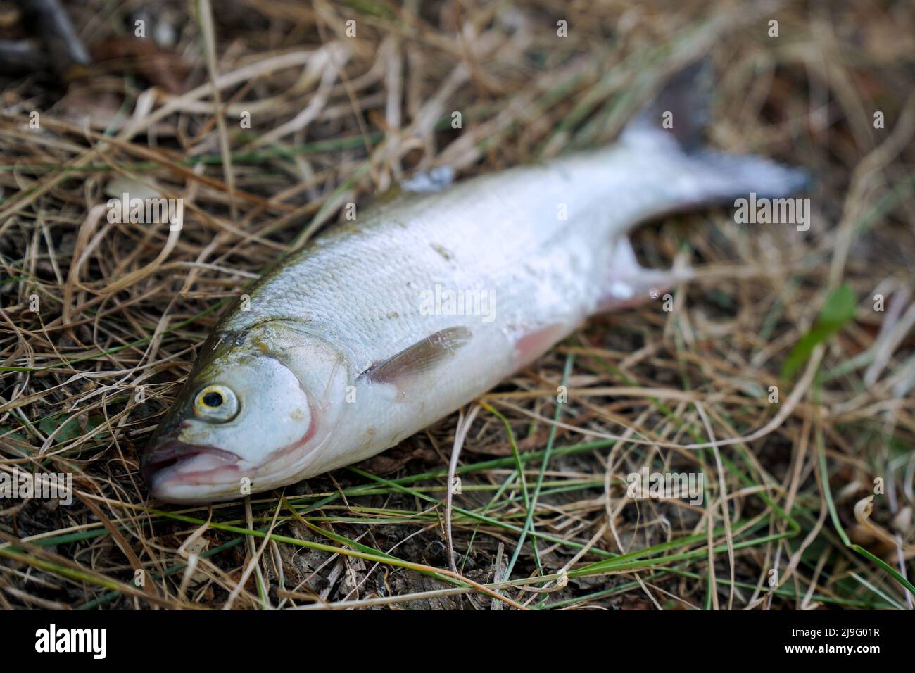 Asp (fish) hi-res stock photography and images - Alamy