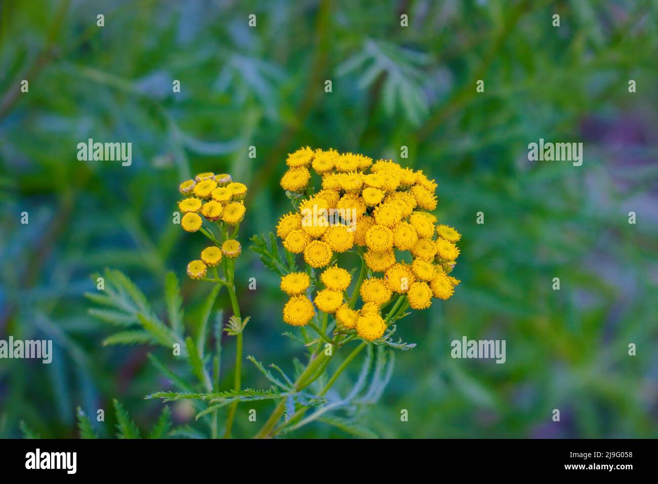 Yellow wild flowers of tansy on a natural background. Medicinal plant ...