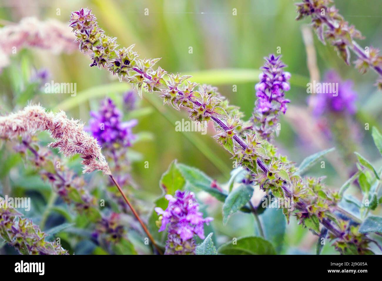 Wild medicinal plant Stachys palustris Stock Photo - Alamy