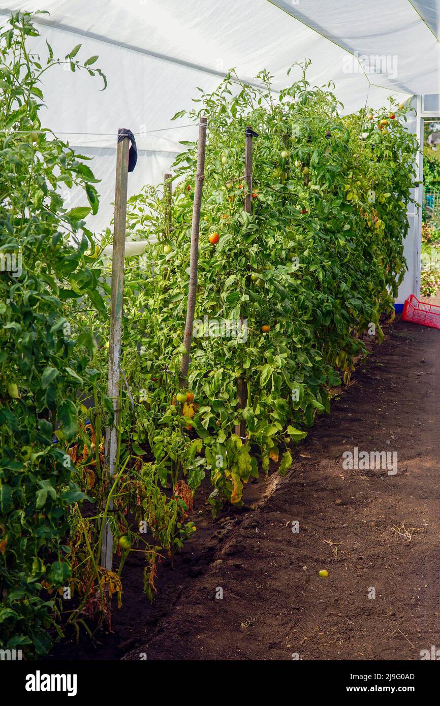Tomato bushes grow in a homemade greenhouse Stock Photo - Alamy